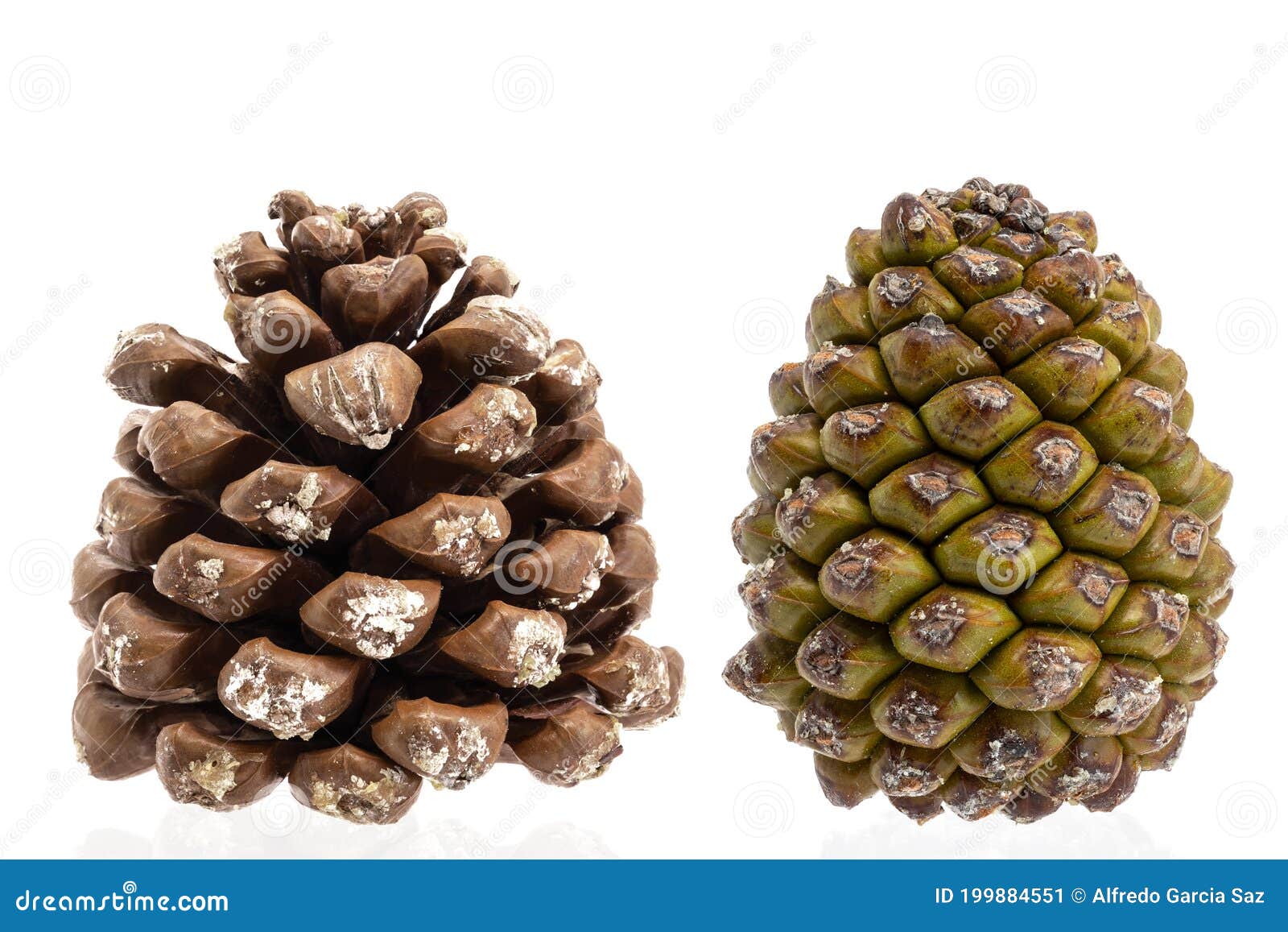 Closeup Of A Closed And Open Pine Cone Isolated On A White Background ...
