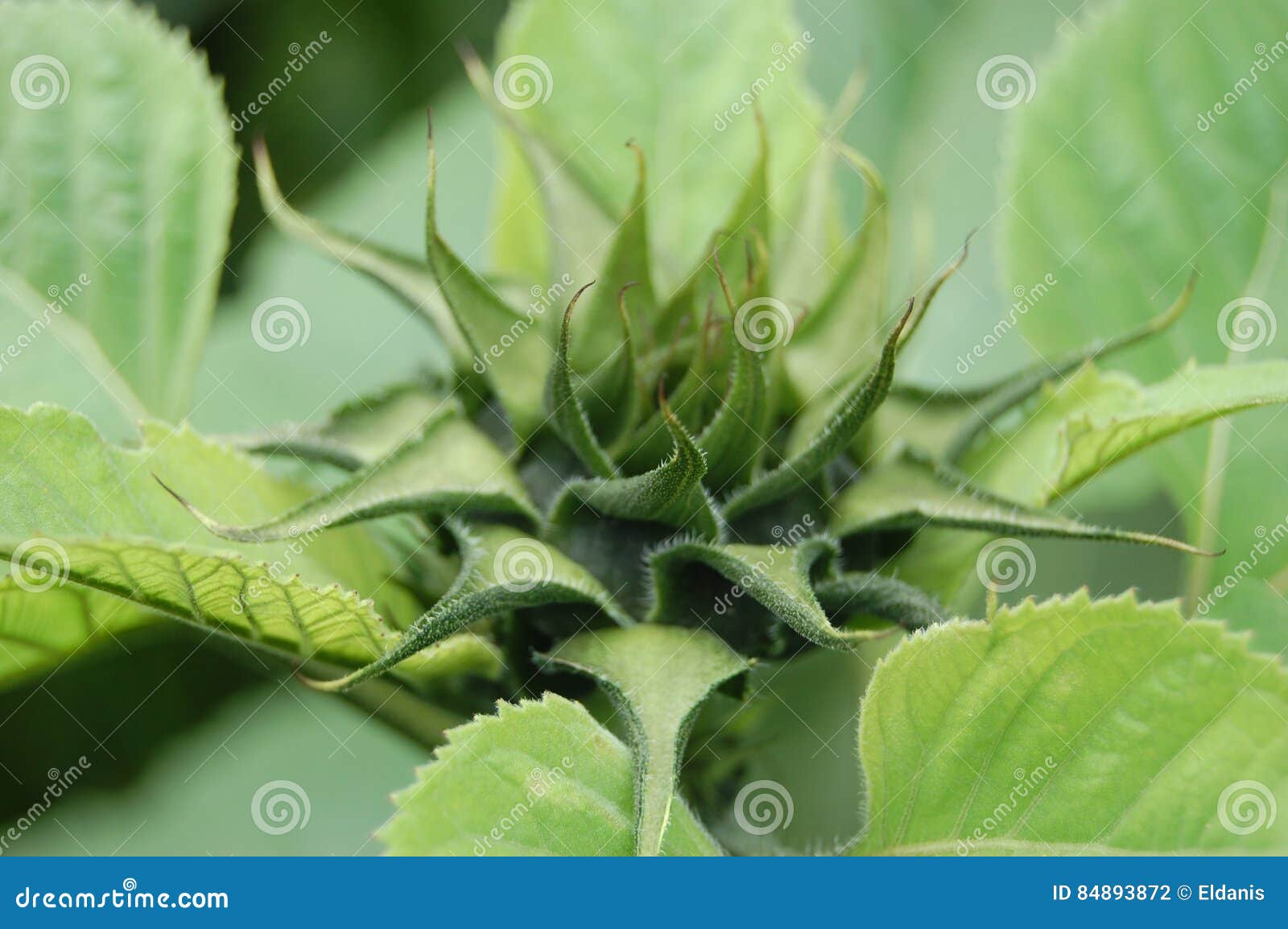 Closeup of Closed Sunflower Stock Photo - Image of sunflower, flora ...