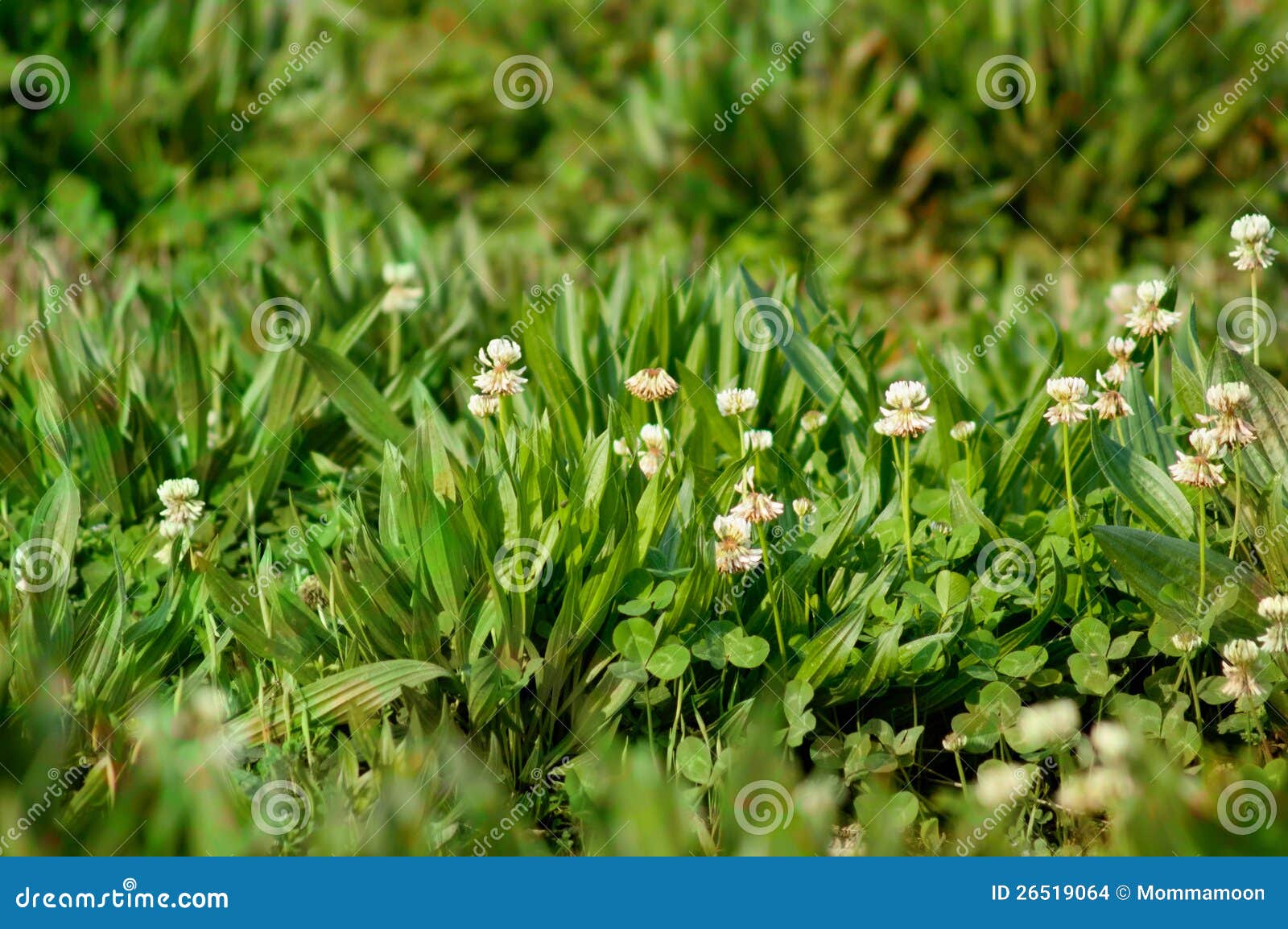 Closeup of Clover Growing in Field Stock Photo - Image of dirty, purity ...