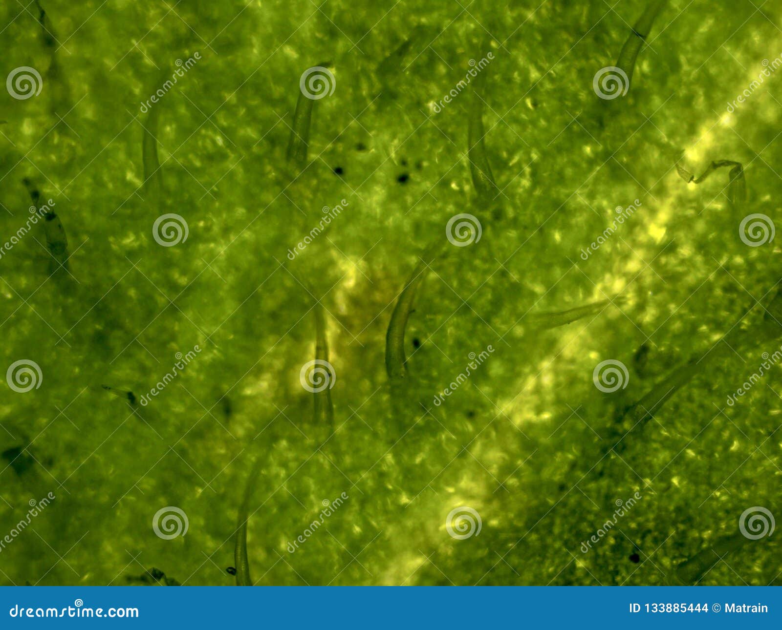 Closeup of Clover in Microscope Stock Photo - Image of cells, plant ...