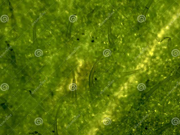Closeup of Clover in Microscope Stock Photo - Image of cells, plant ...