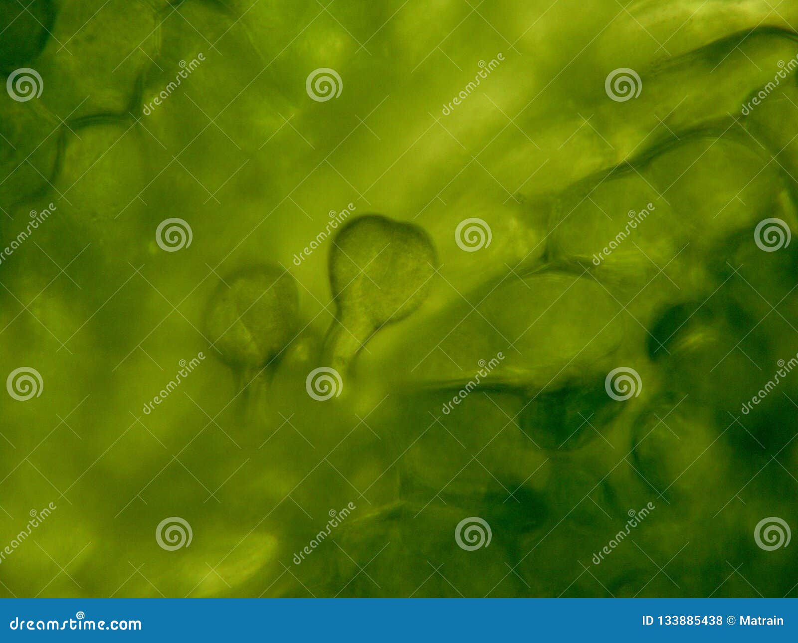 Closeup of Clover Leaf on Microscope Stock Photo - Image of trefoil ...