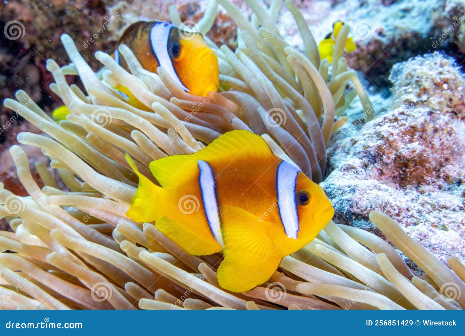 Closeup of a Clownfish Underwater Stock Image - Image of reef, aquatic ...