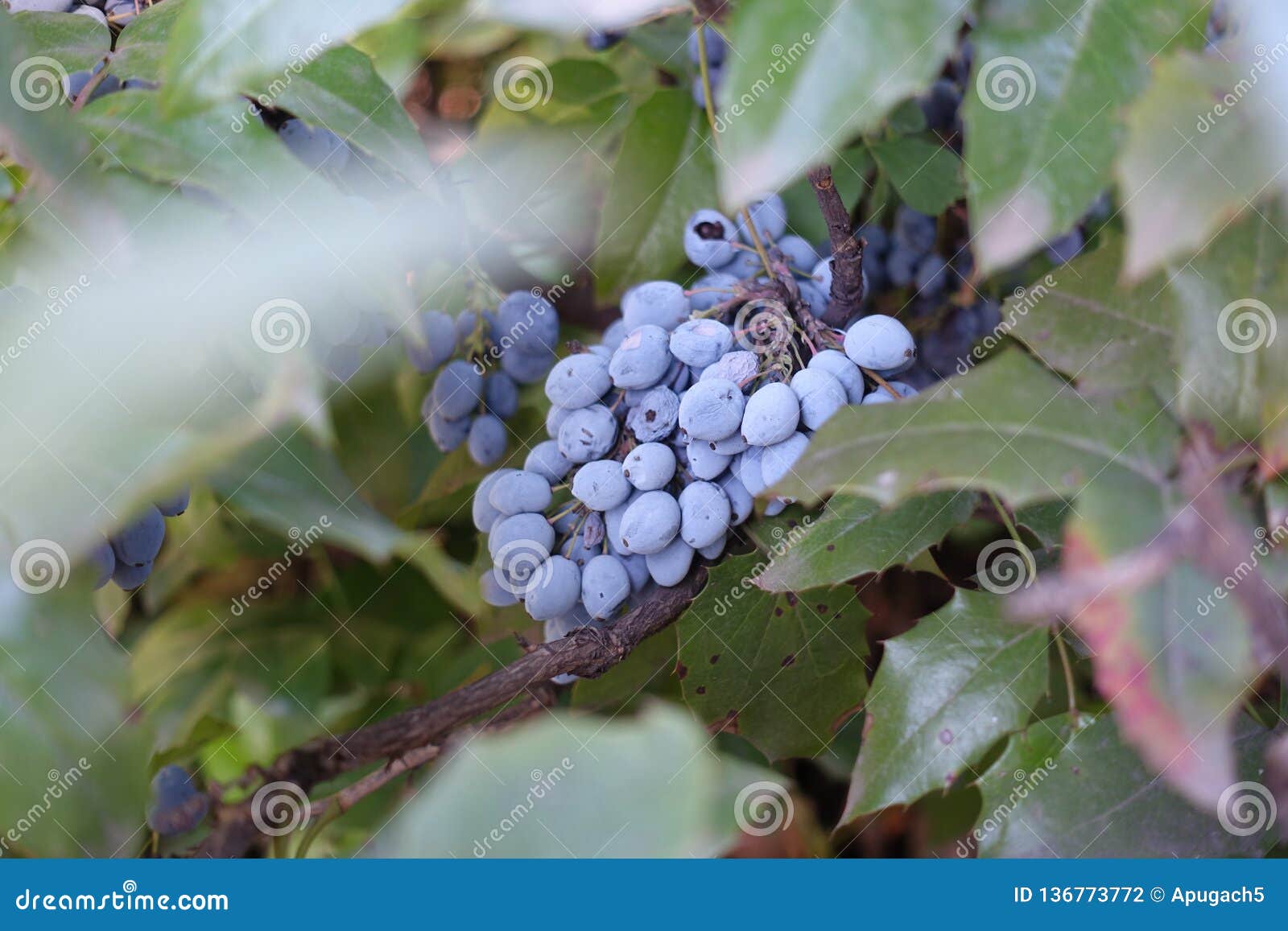 Closeup of Cluster of Blue Berries of Oregon Grape Stock Photo - Image ...