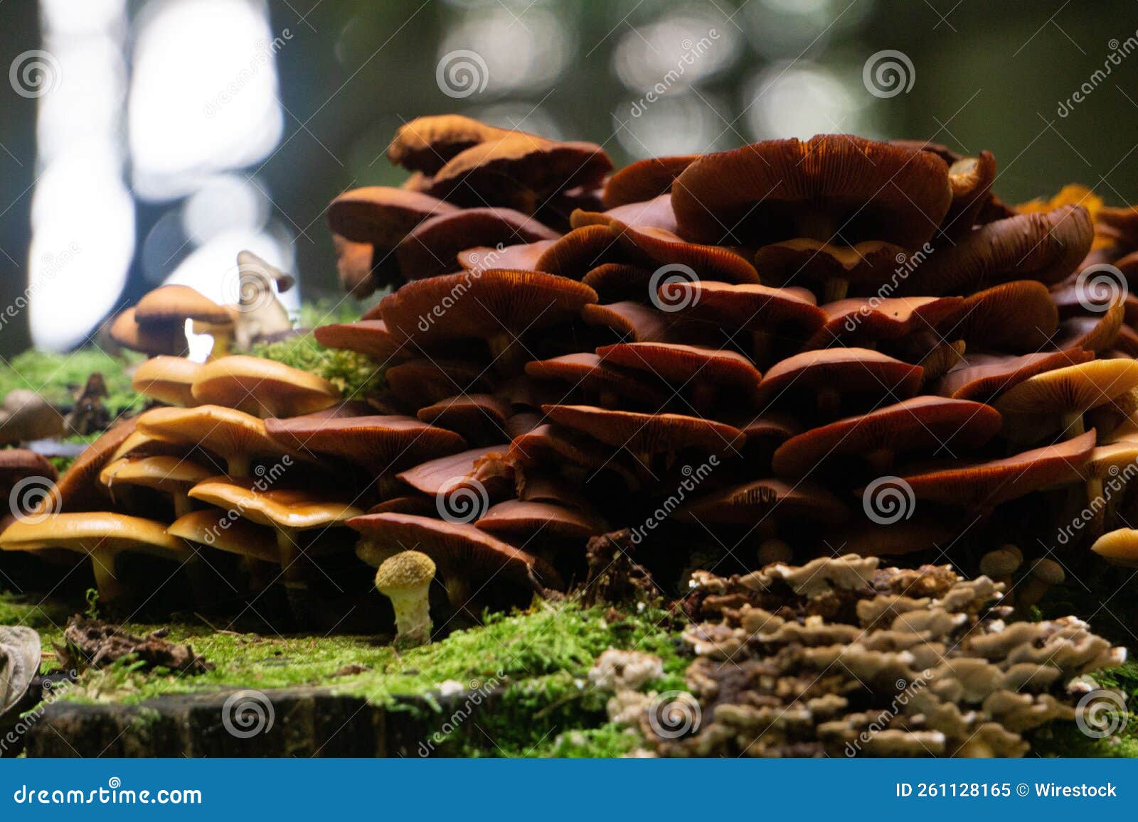 Closeup of a Cluster of Brown Mushrooms in the Forest. Stock Image ...