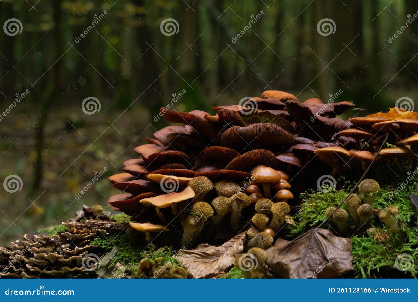Closeup of a Cluster of Brown Mushrooms in the Forest. Stock Photo ...