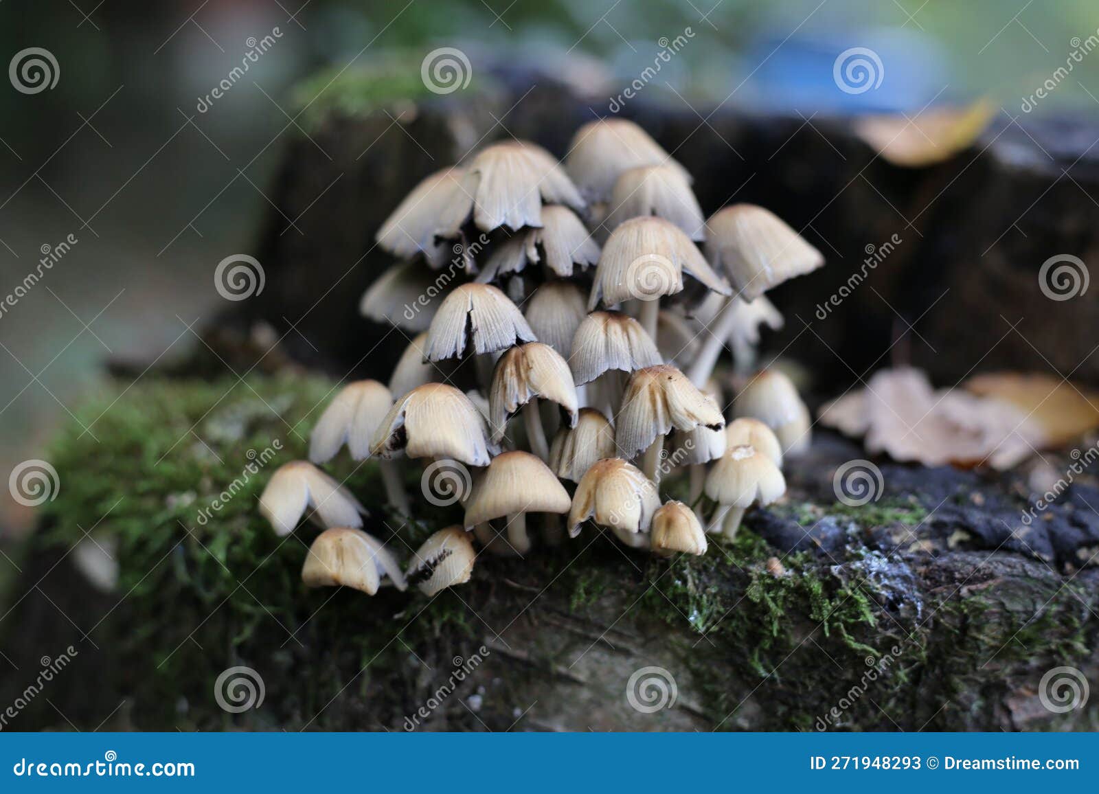 Closeup of a Cluster of Toadstools in Various Sizes Growing in a Grassy ...