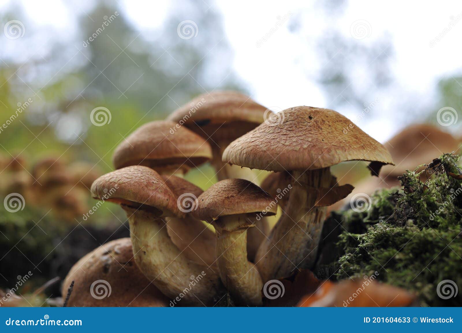 Closeup of a Cluster of Wild Brown Mushrooms on a Forest Floor Stock ...