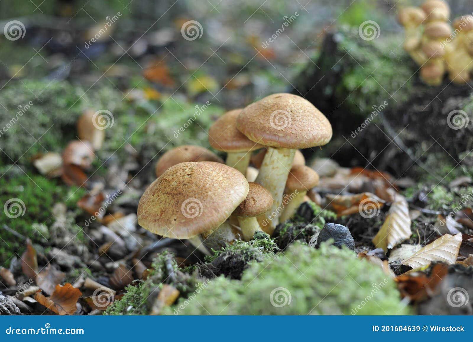 Cluster Of Wild Mushrooms Connopus Acervatus Growing In The Spruce ...