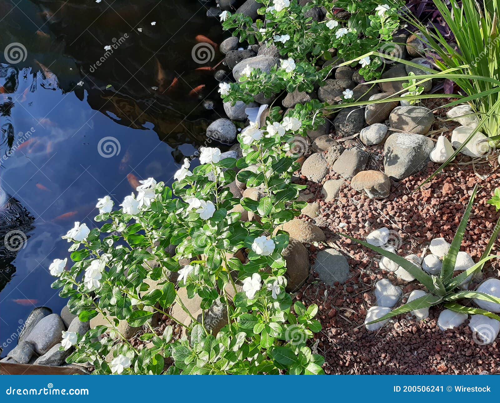Closeup of Coastal White Flowers and Rocks for the Pond Stock Image ...