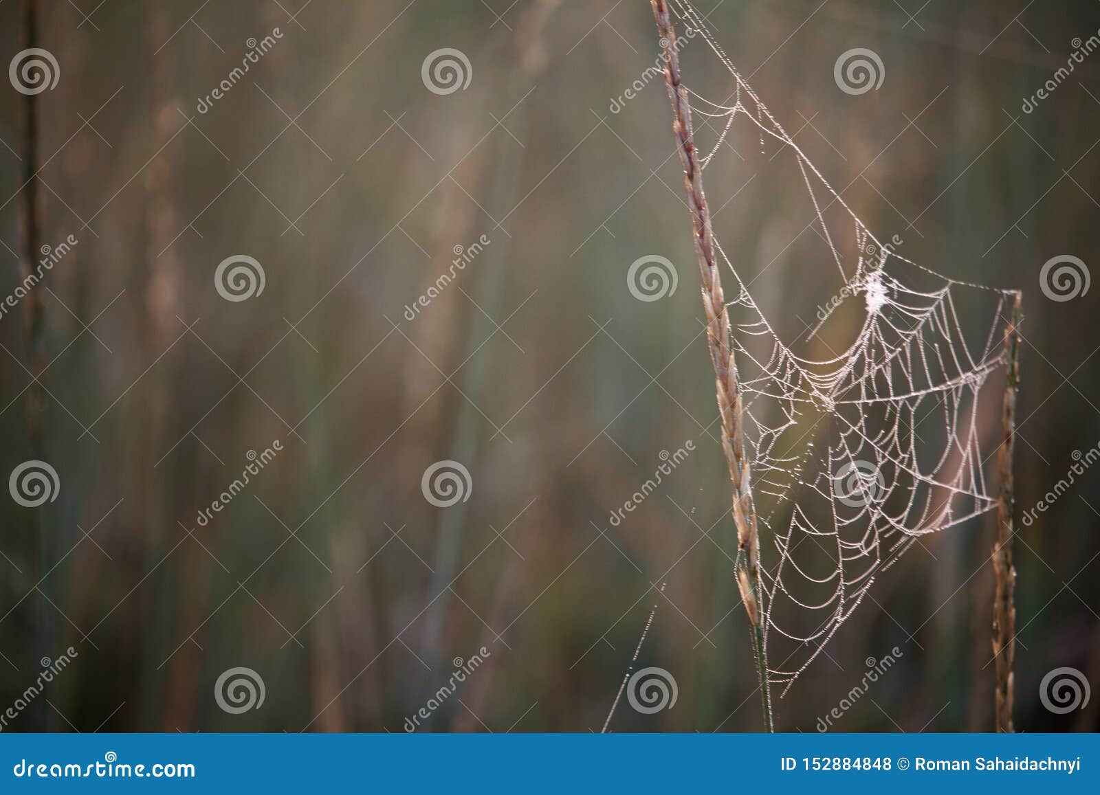 Close-up of a Cobweb with Dew Drops Hanging on the Grass of a Blooming ...