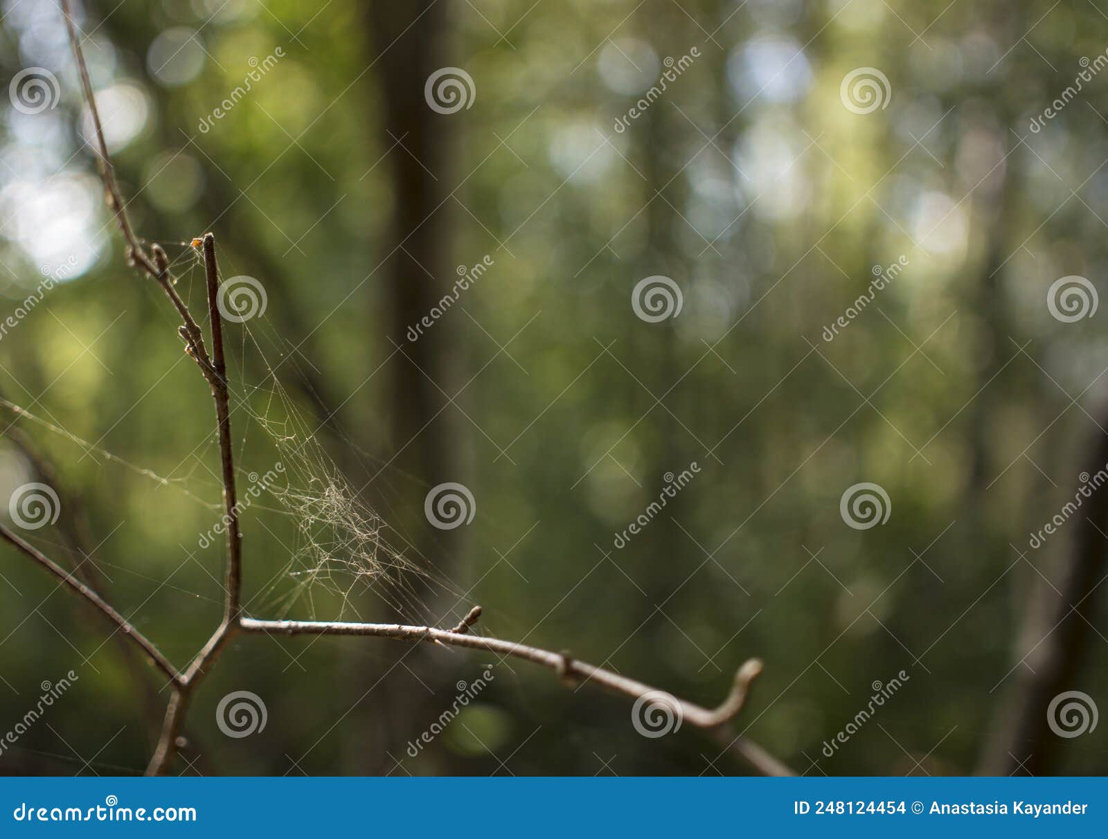 Cobweb on the Bushes in the Green Forest. Stock Photo - Image of nature ...