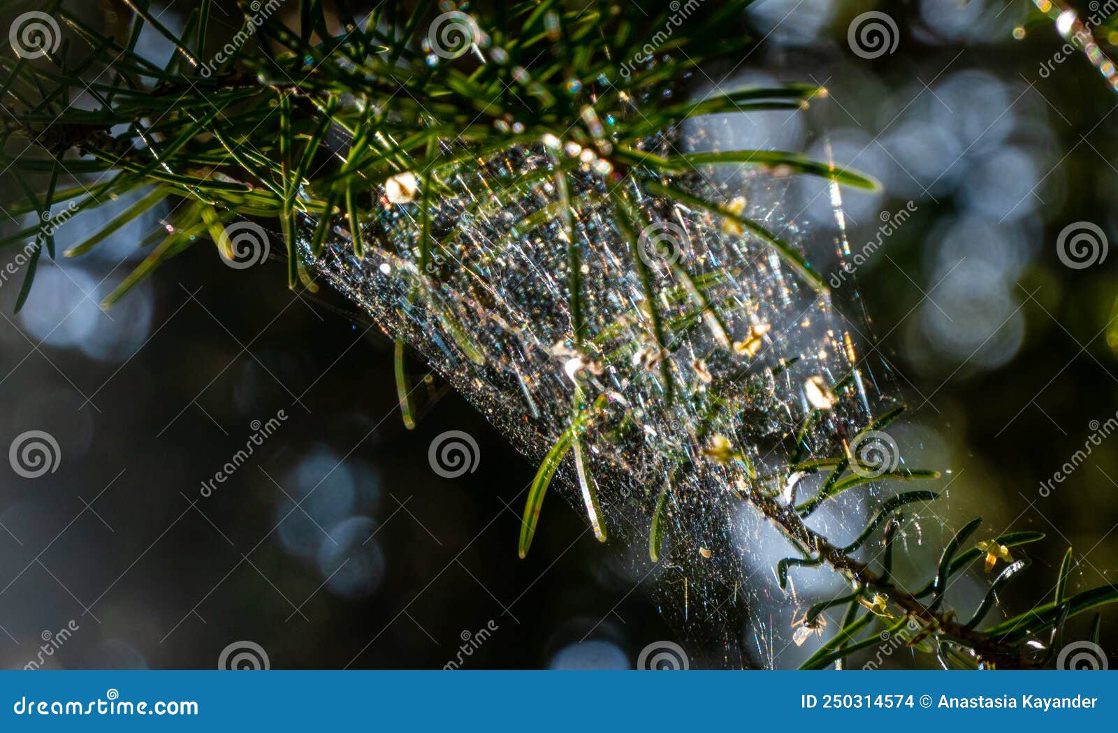 Cobweb on the Bushes in the Green Forest. Stock Photo - Image of autumn ...