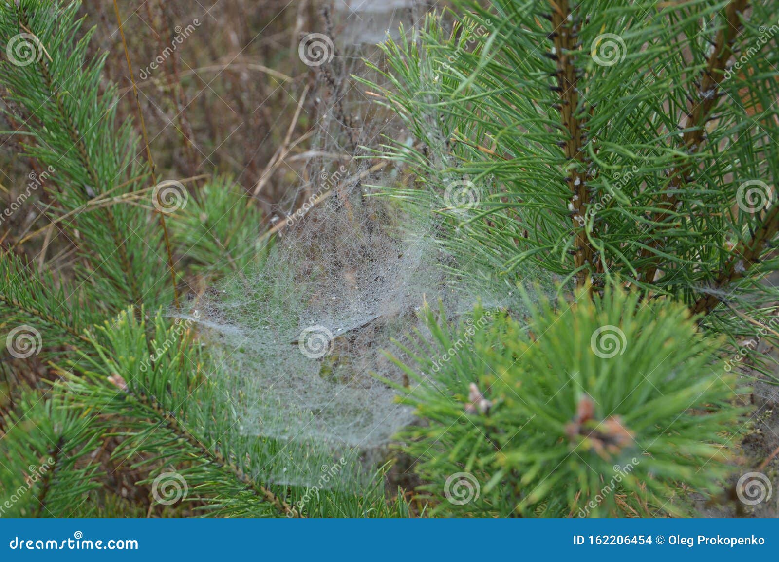 Closeup Cobweb on Plants and Trees Stock Photo - Image of thread ...