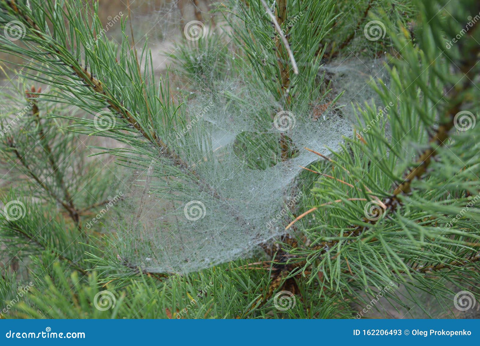 Closeup Cobweb on Plants and Trees Stock Image - Image of cobweb, wild ...