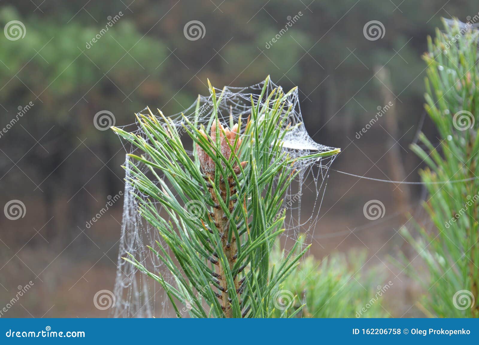 Closeup Of Cobweb On Moss Tree Royalty-Free Stock Image | CartoonDealer ...