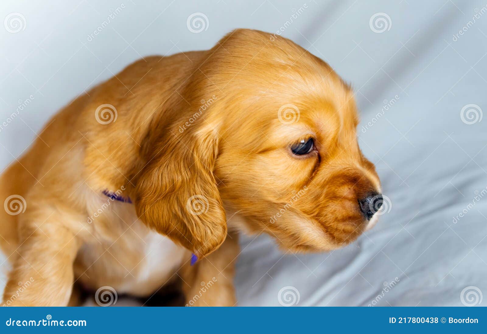 Closeup Cocker Spaniel Puppy Dog Goes on White Cloth. Front View Stock ...