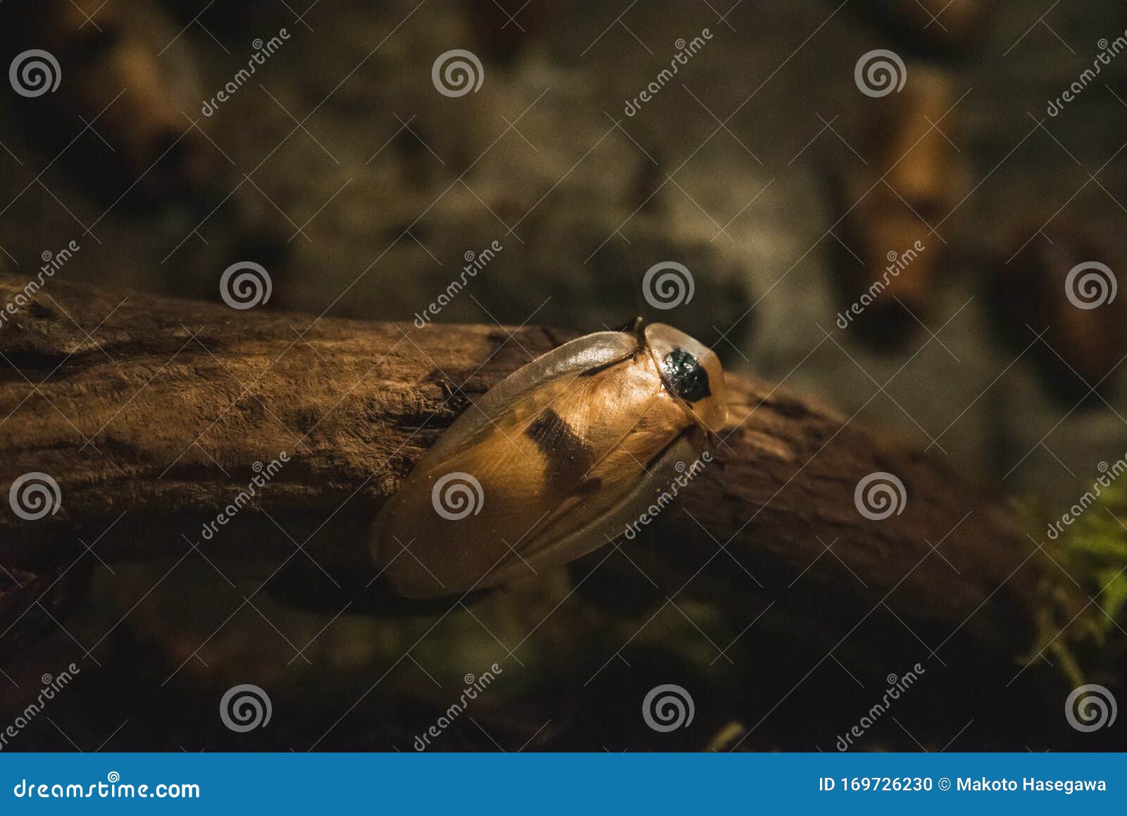 A Closeup of a Cockroach in the Aquarium. Stock Photo - Image of ...