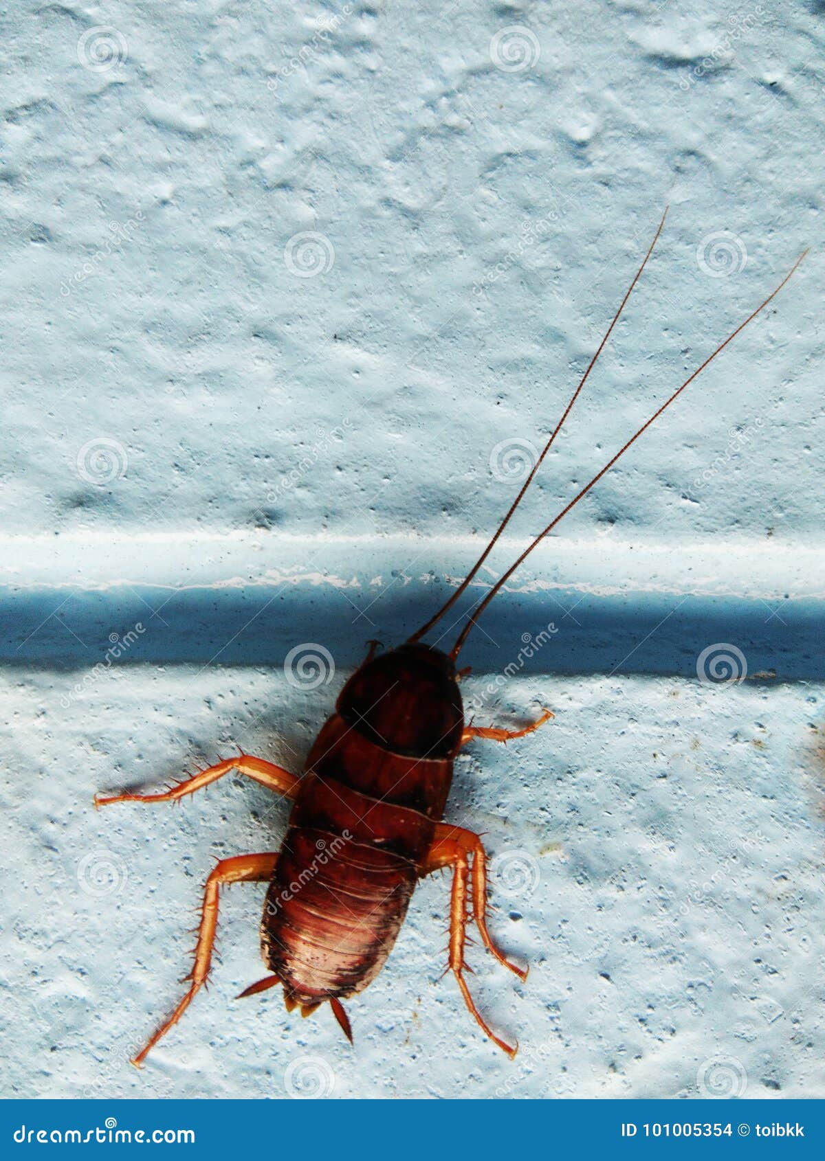 Cockroach stock photo. Image of antenna, creeping, crawling - 101005354