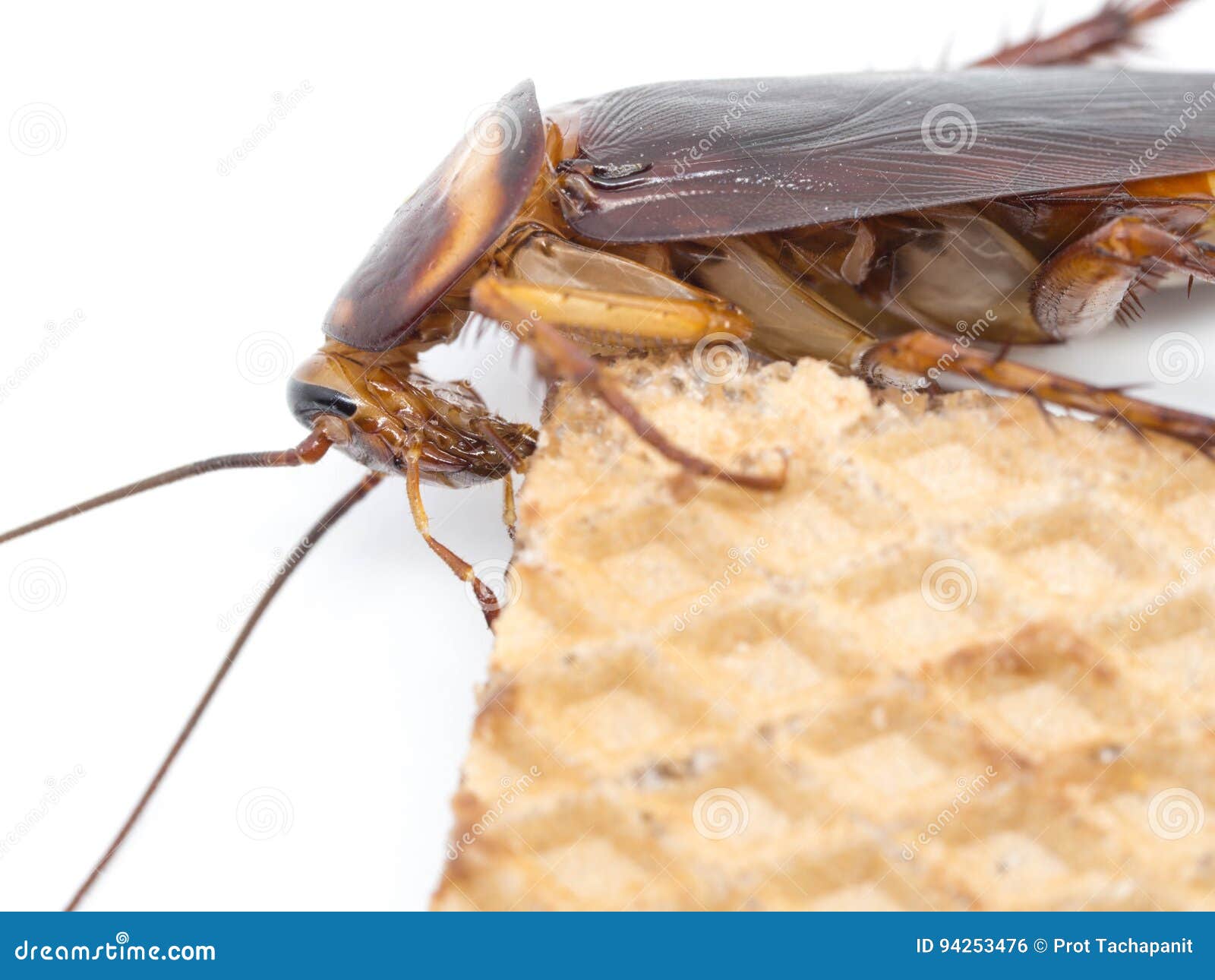 Closeup Cockroach on the Chocolate Wafer. Stock Photo - Image of ...