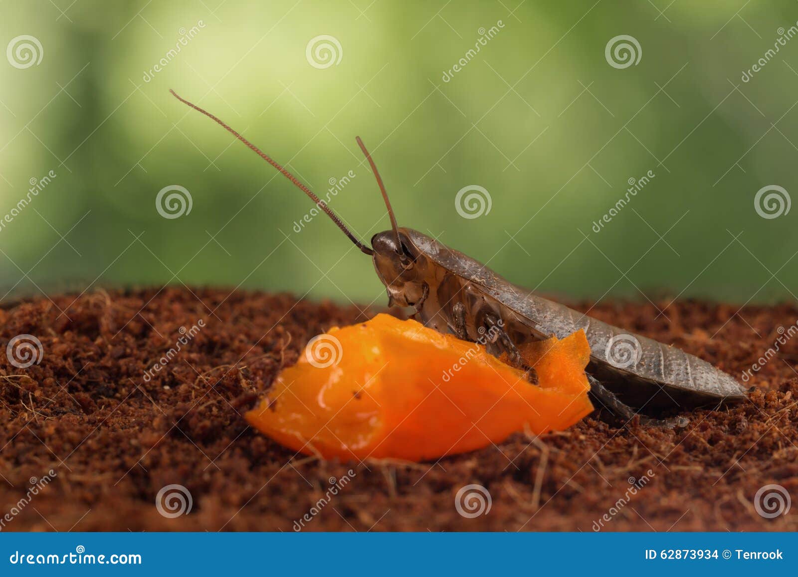 Closeup Cockroach Eats Orange Fruit on Leaves Background Stock Photo ...