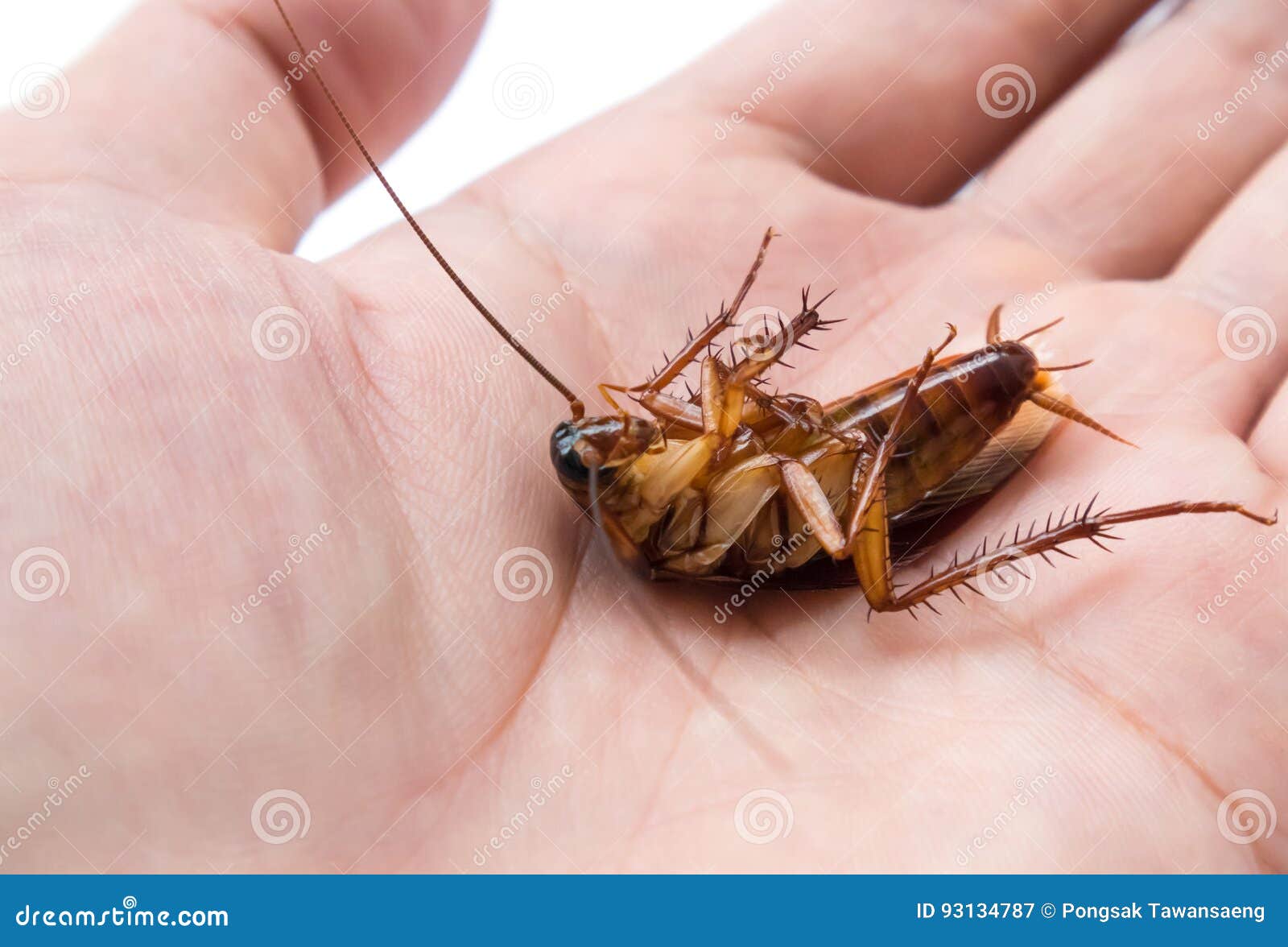 Closeup Cockroach on Hand for Insecticide Product Concept, Selective ...