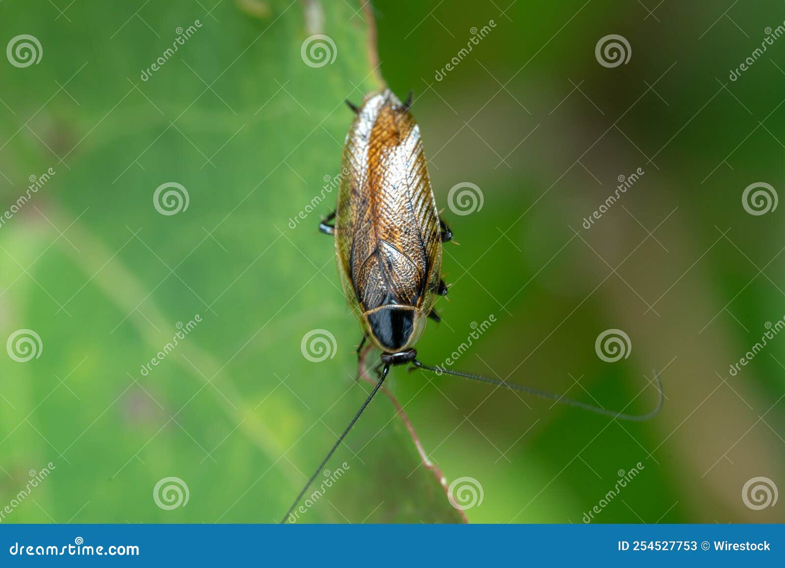 Closeup of Cockroach Perching on Plant Leaf Stock Image - Image of ...
