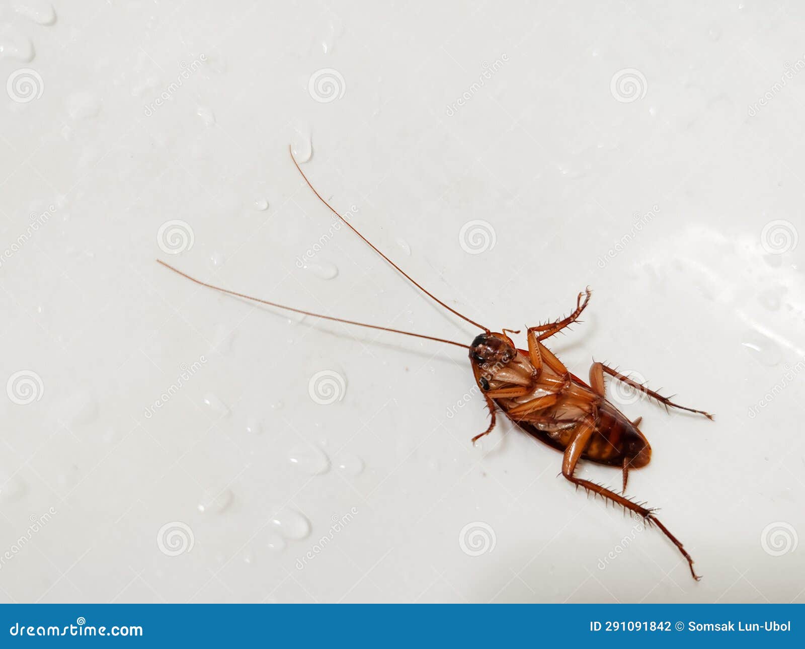 Closeup Cockroach on White Background. Stock Photo - Image of nature ...
