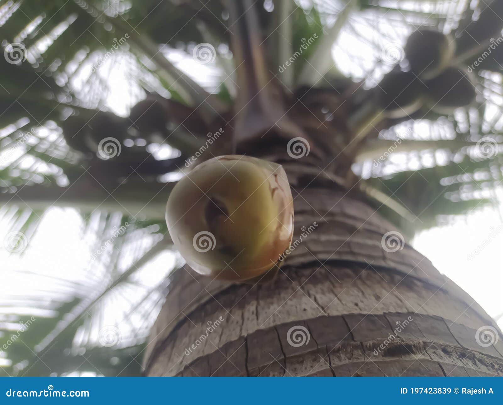 Closeup of Coconut Falling from Its Tree Stock Image - Image of ...