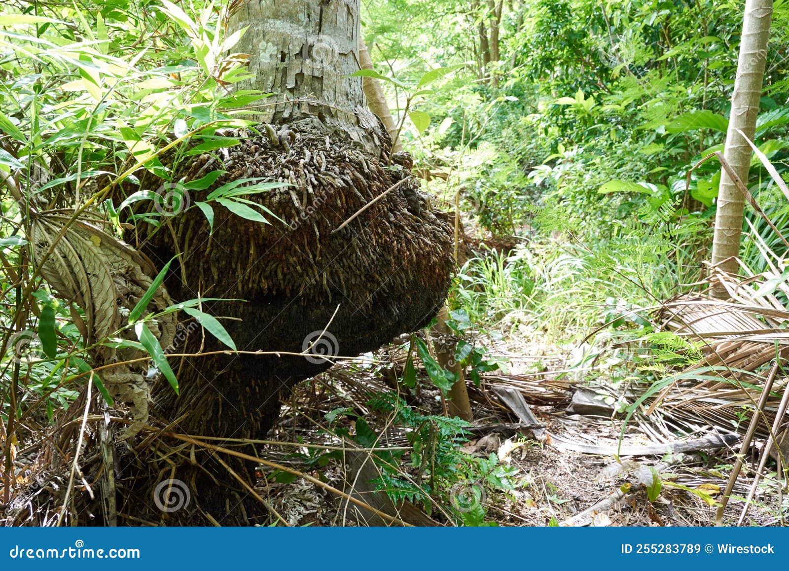 Closeup of Coconut Tree S Roots in a Forest Stock Image - Image of ...