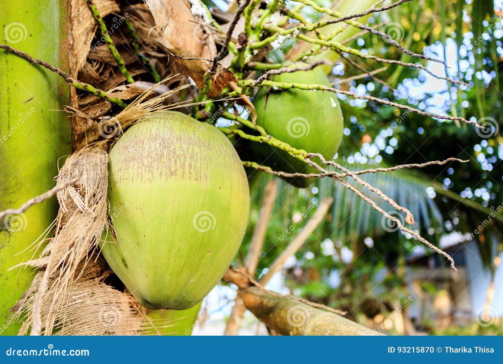 Closeup coconut tree stock photo. Image of ornament, park - 93215870