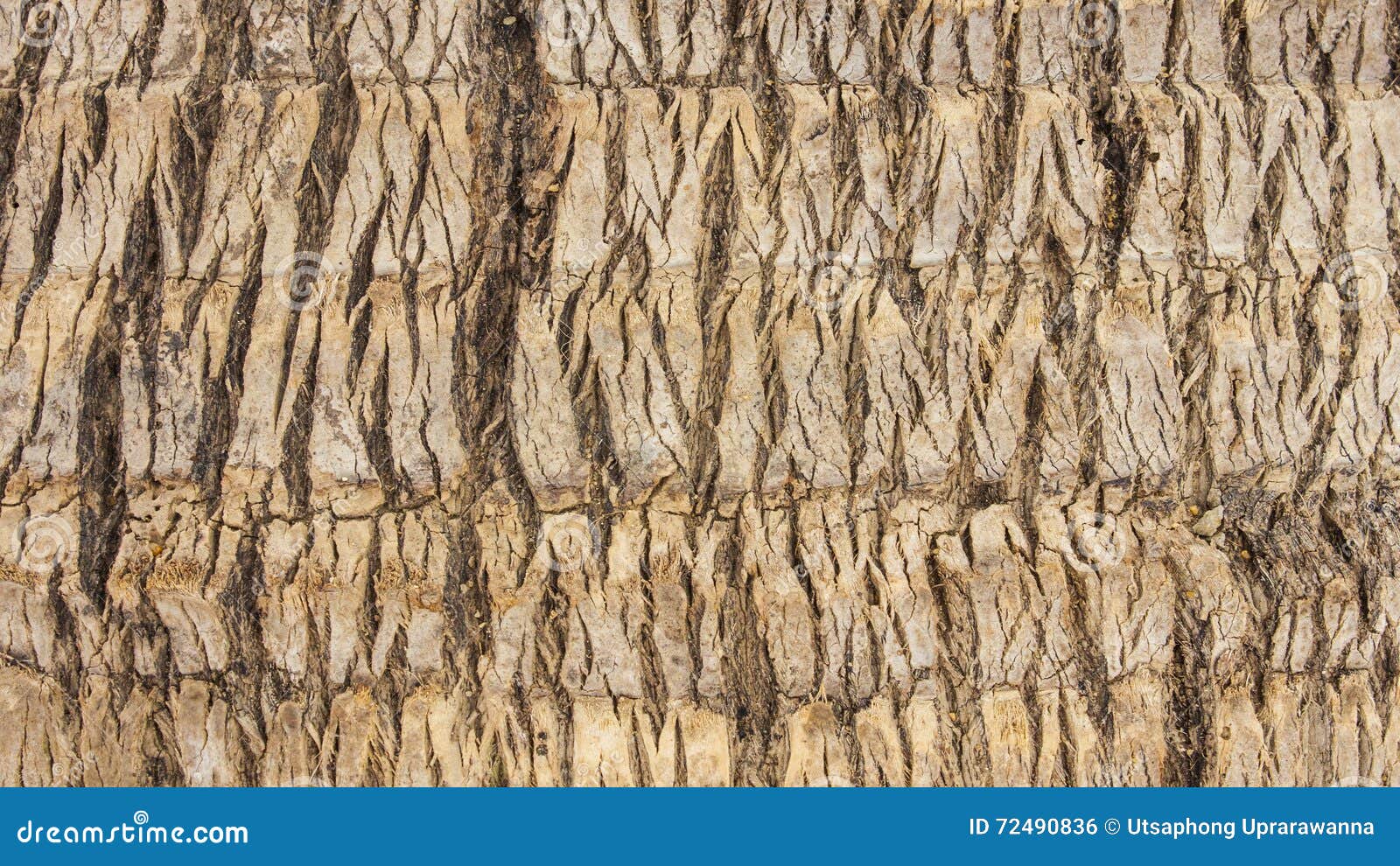 Closeup Coconut Tree Sureface Texture Stock Photo - Image of natural ...