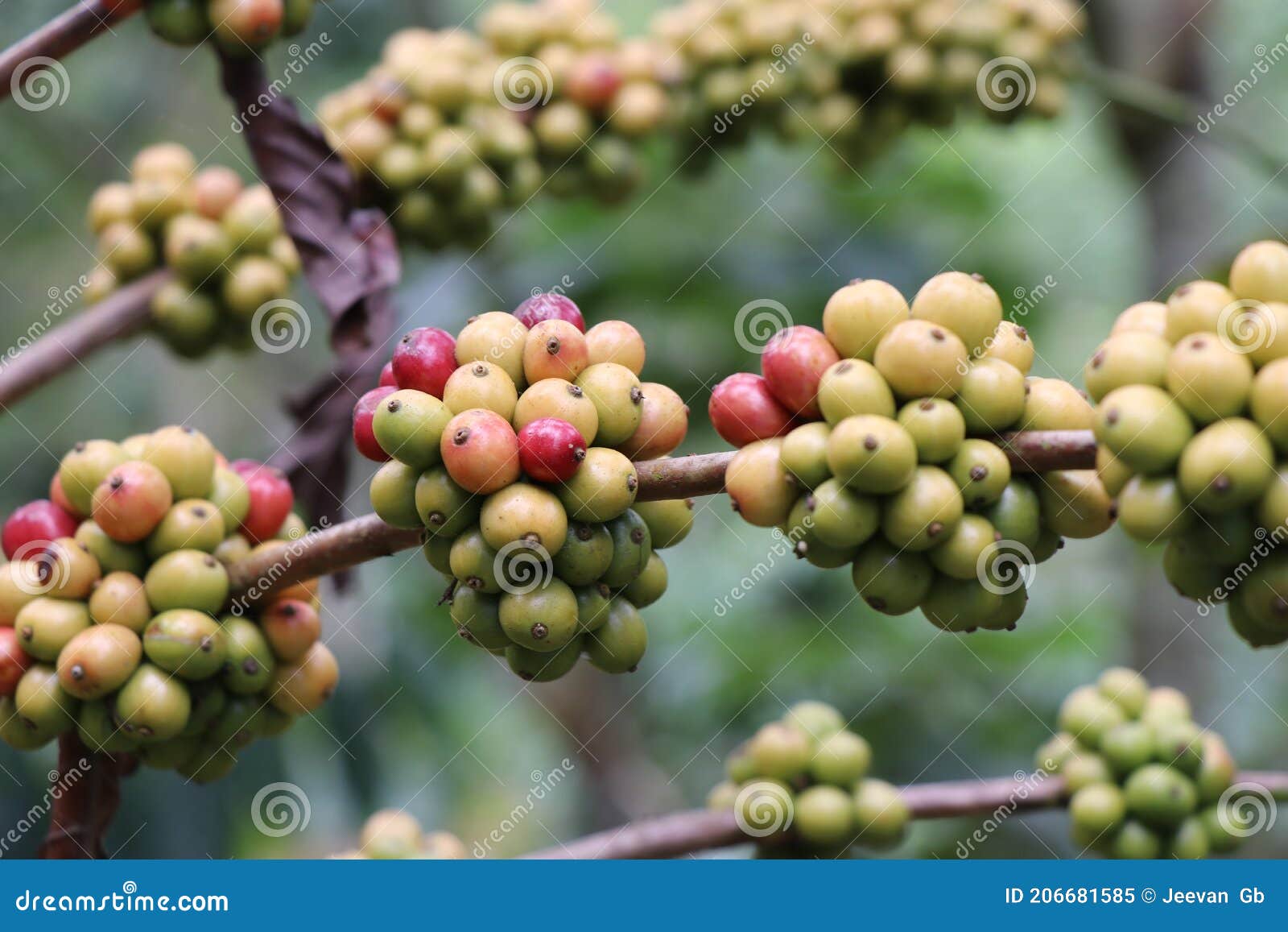 Closeup of Coffee Berry on Robusta Plant Branches Stock Image - Image ...