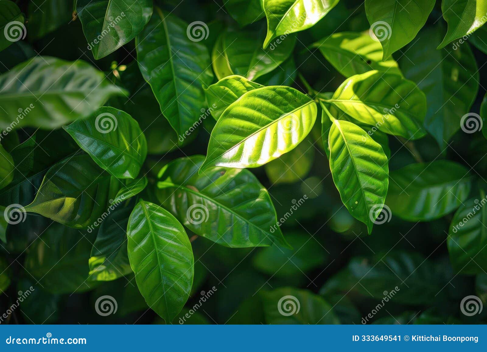 Closeup of Coffee Leaves in Dappled Sunlight, Natural Texture, and ...