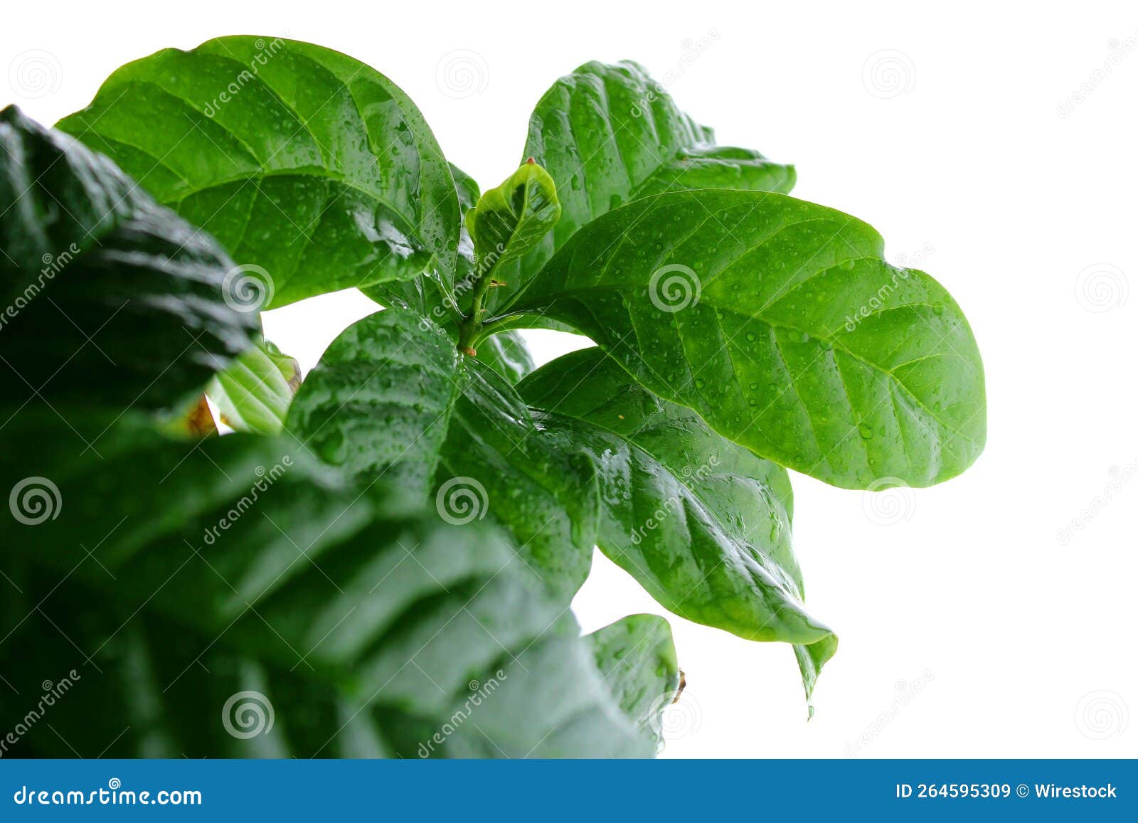 Closeup of a Coffee Plant Leaves Stock Image - Image of green ...