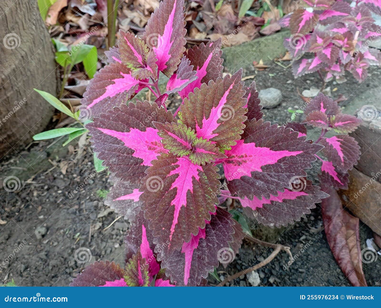 Closeup of Coleus Herbal Plant Stock Photo - Image of green, garden ...