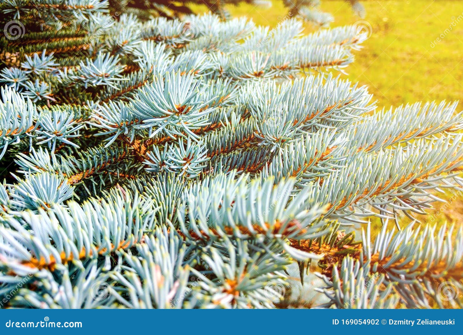 Closeup of Colorado Blue Spruce Tree, Nature Stock Photo - Image of ...