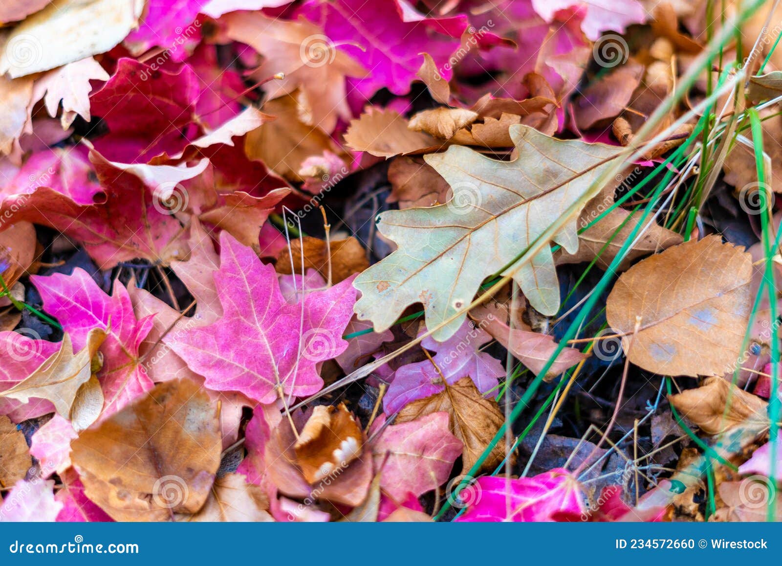 Closeup of Colorful Autumn Leaves on the Ground Stock Photo - Image of ...