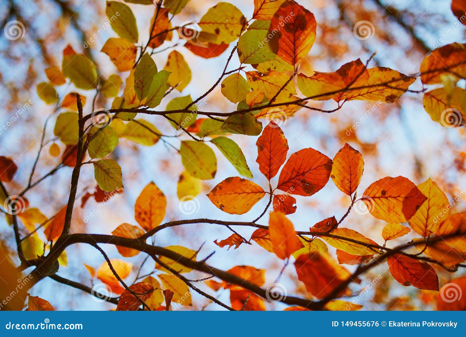 Closeup of Colorful Bright Autumn Leaves Stock Photo - Image of ...