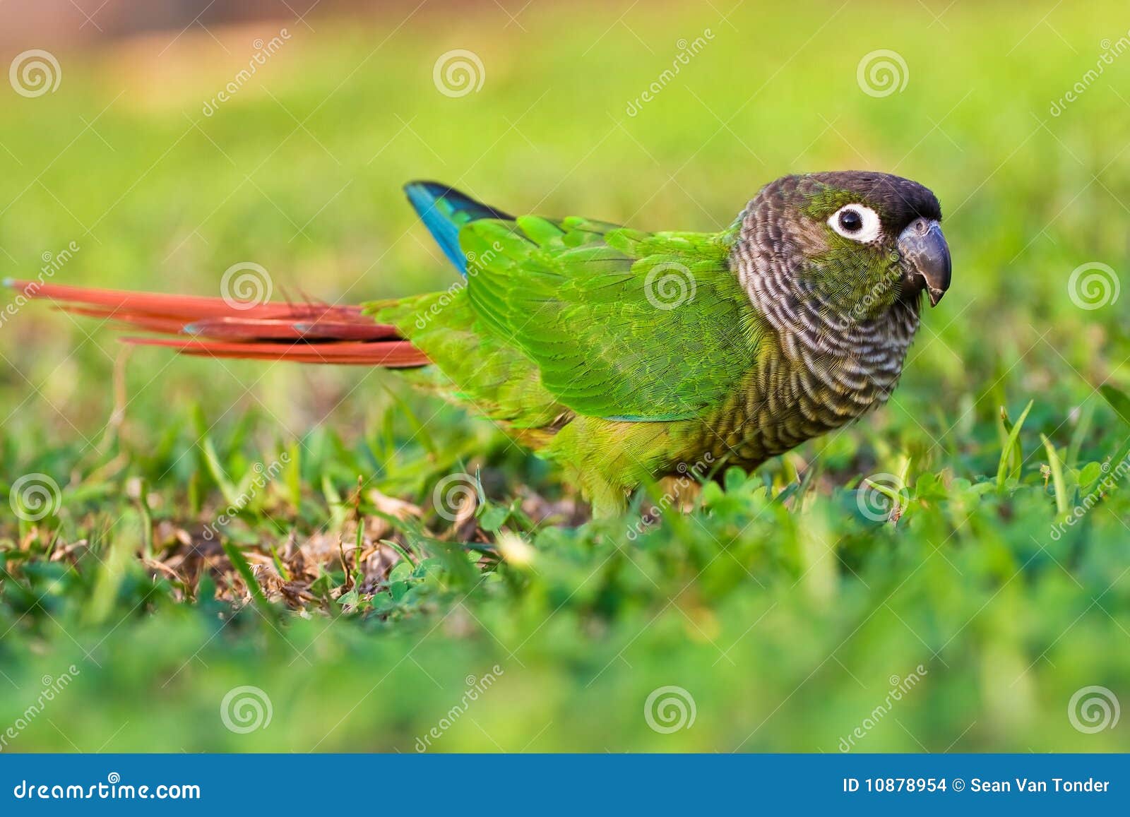 Closeup of a Colorful Conure Stock Photo - Image of looking, bright ...