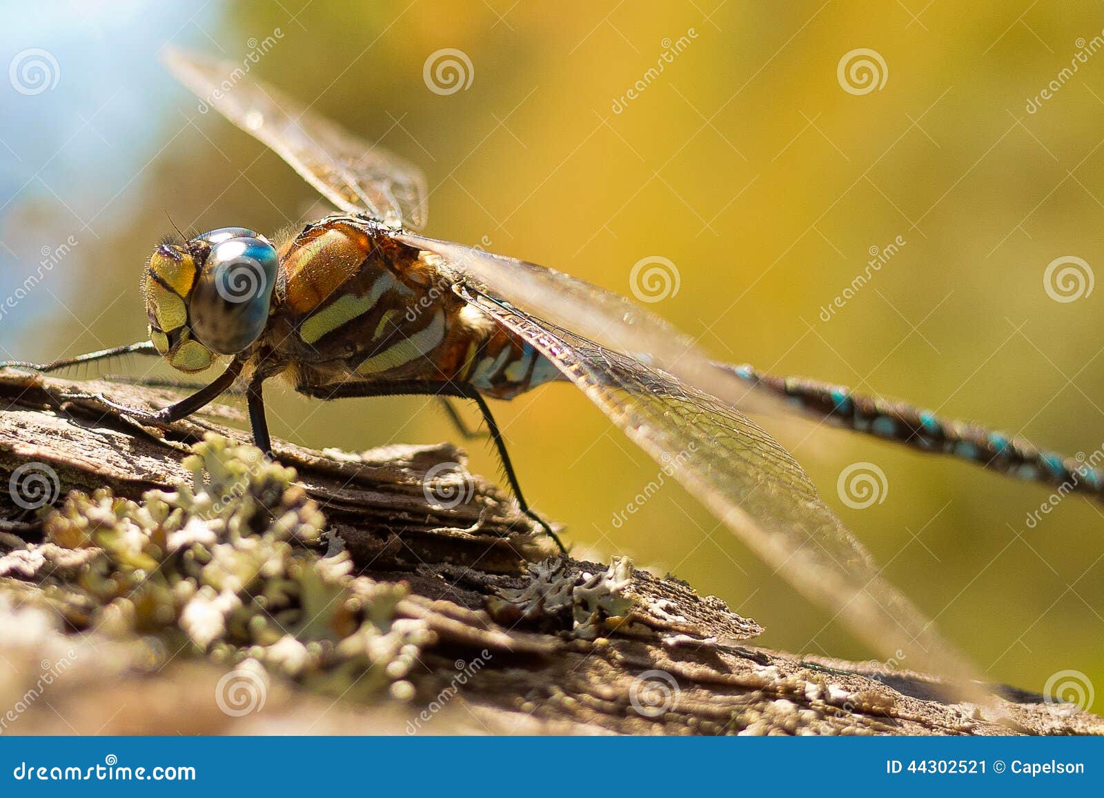 Closeup of a Colorful Dragonfly on a Tree Stock Image - Image of cyanea ...