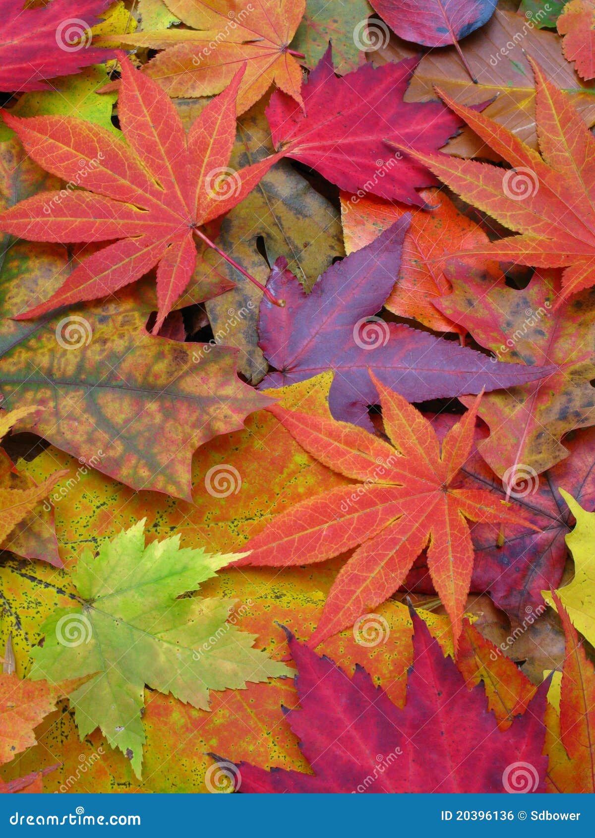 Closeup of Colorful Fall Leaves Stock Photo - Image of foliage, texture ...