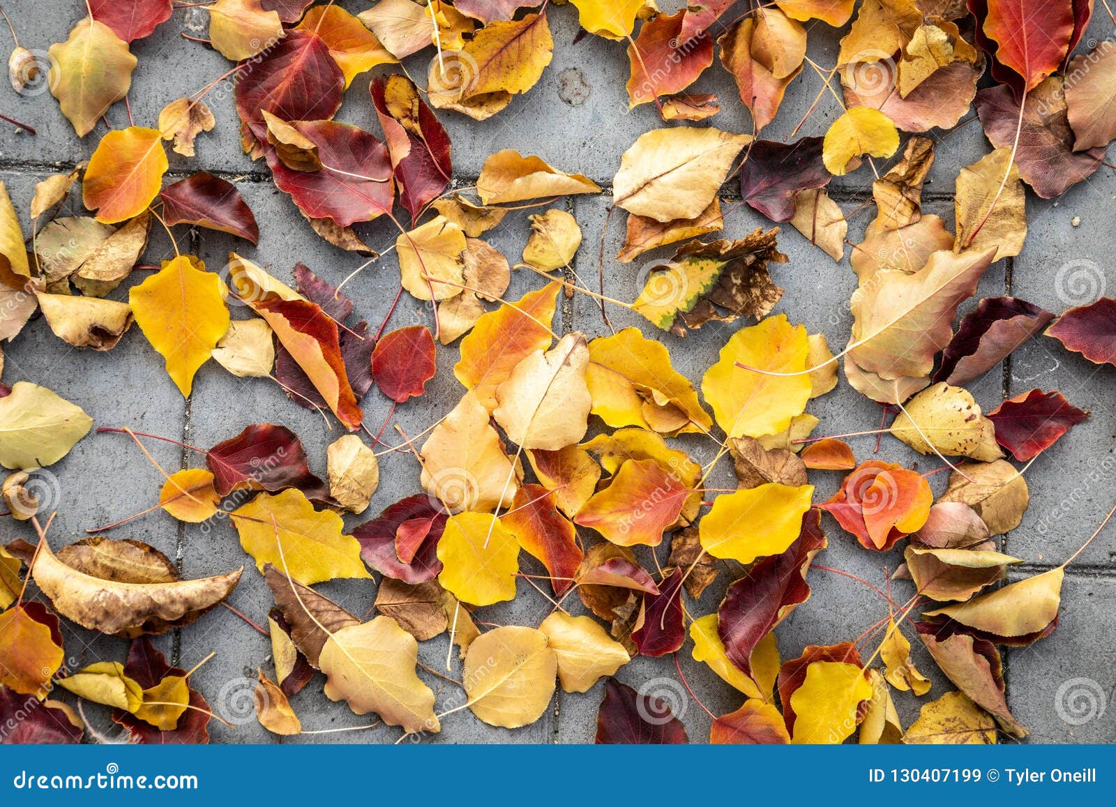 Colorful Fall Leaves on Sidewalk Background Top View Tex Stock Image ...