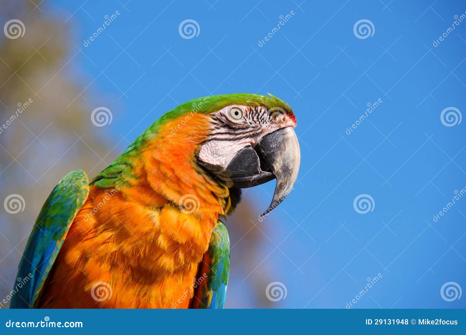 Closeup of a Colorful Macaw Bird Stock Photo - Image of parrots ...
