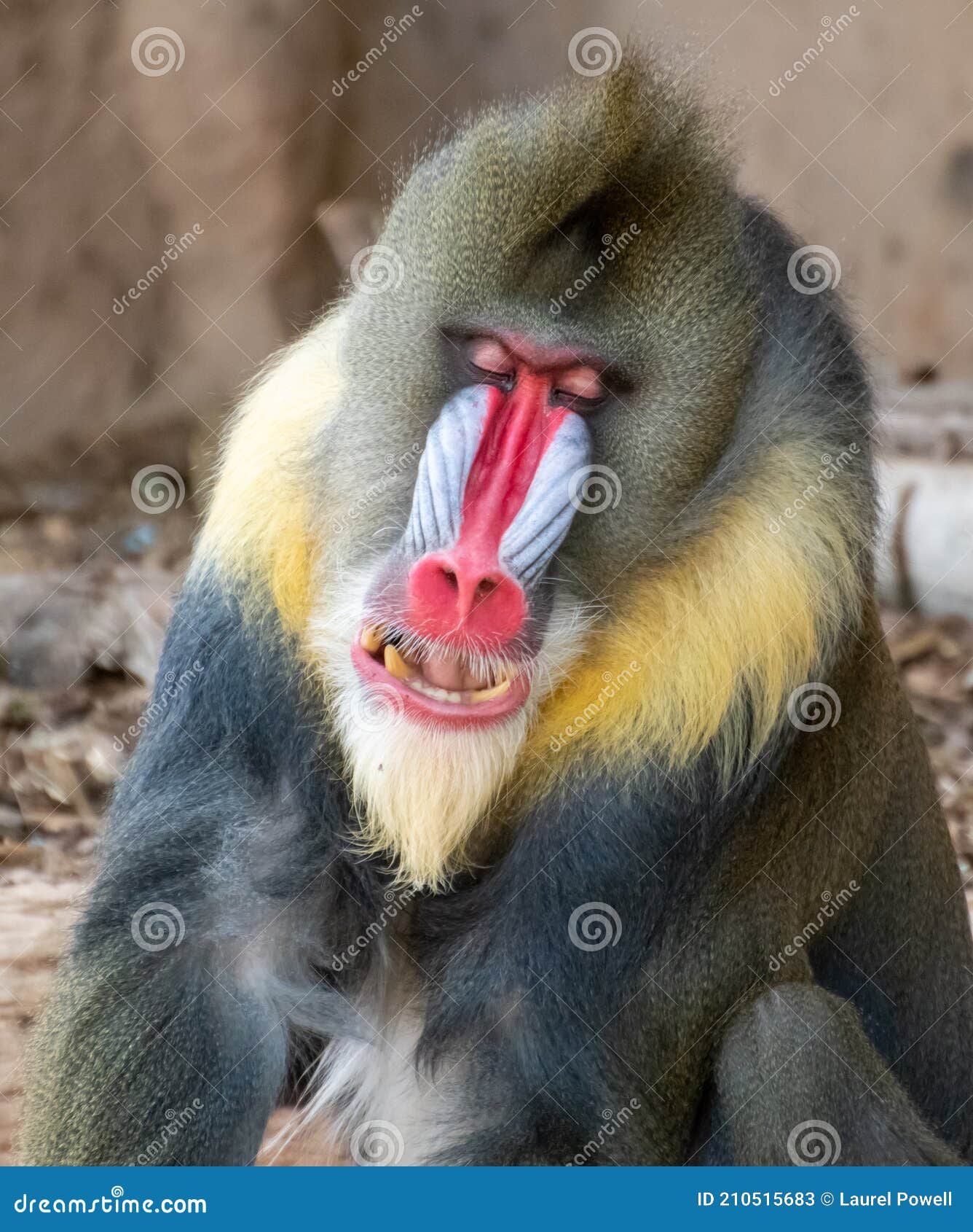Closeup of a Colorful Mandrill Stock Image - Image of african, mammal ...