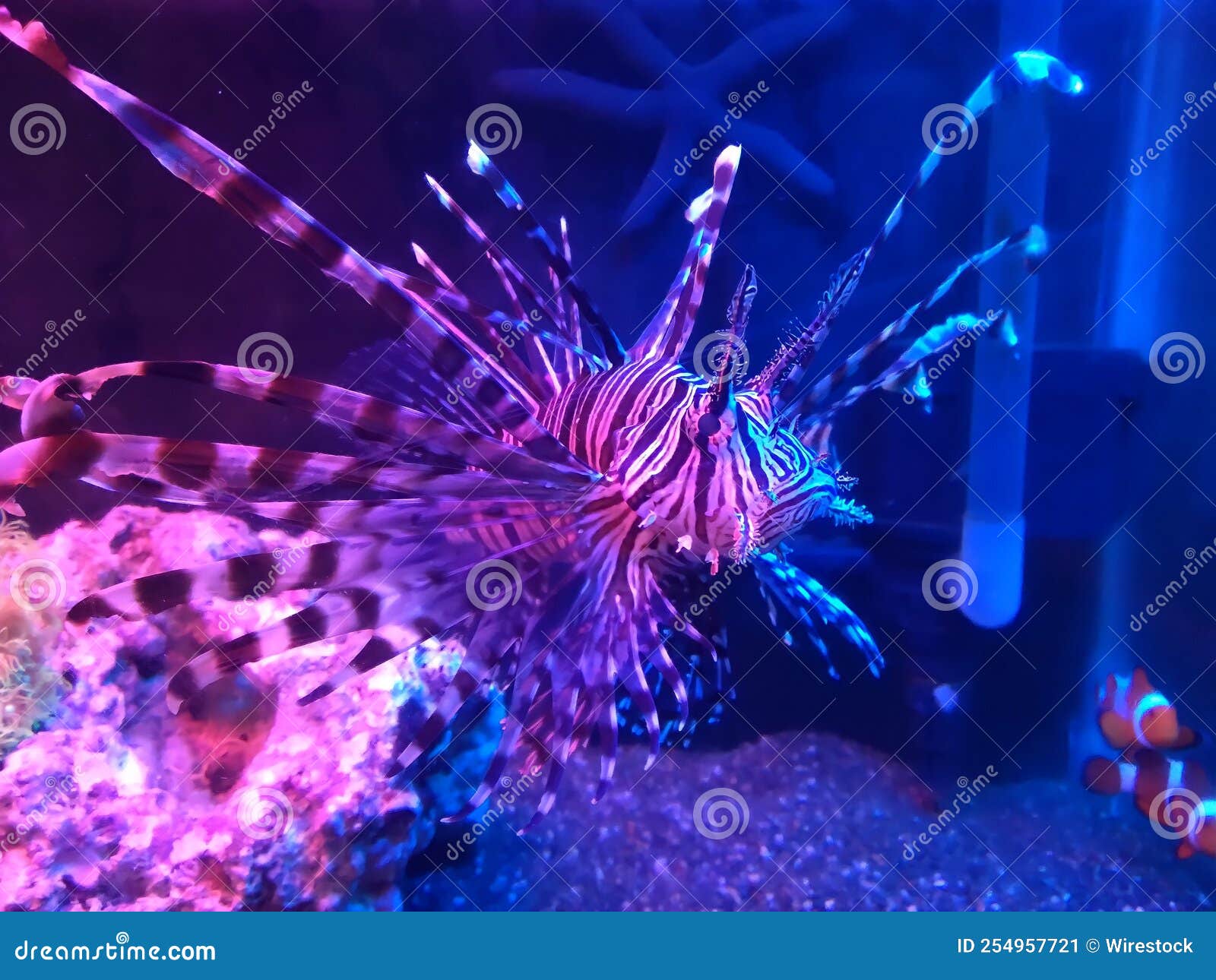 Closeup of Colorful Neon Corals in an Aquarium Stock Image - Image of ...