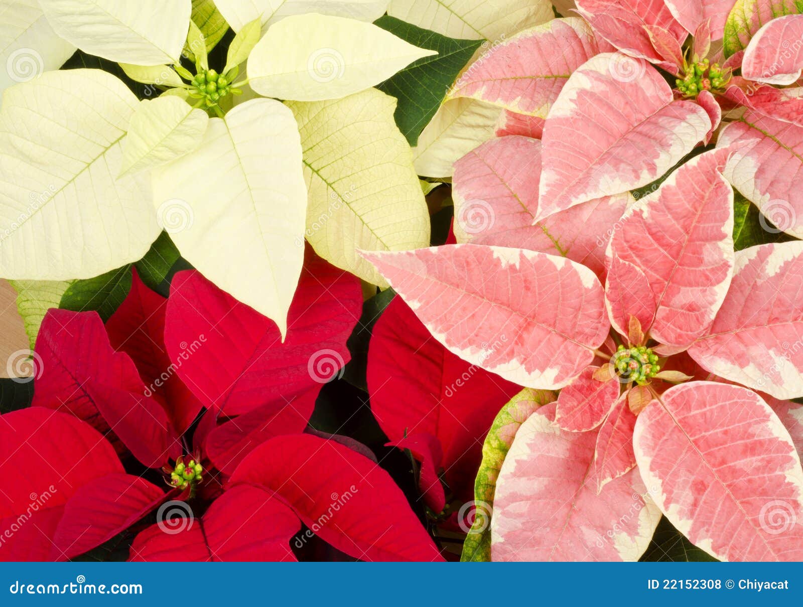 Closeup of Colorful Poinsettia Stock Photo - Image of leafy ...