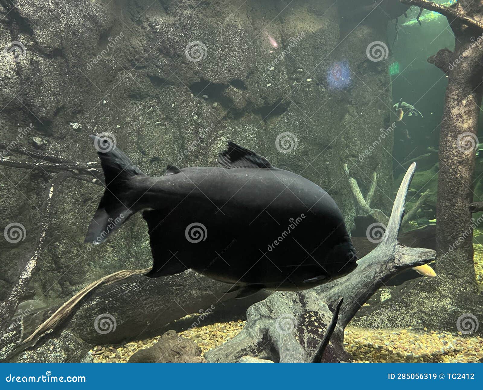 Closeup of a Colossoma Macropomum Fish Stock Image - Image of aquarium ...