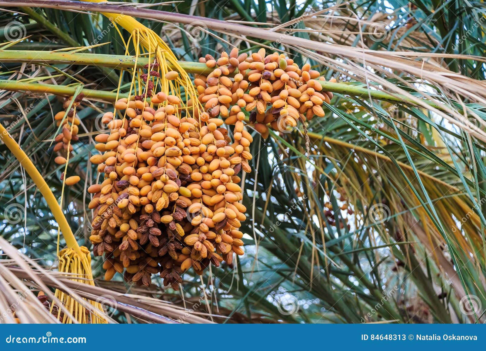 Closeup of colourful dates stock image. Image of kimiri - 84648313