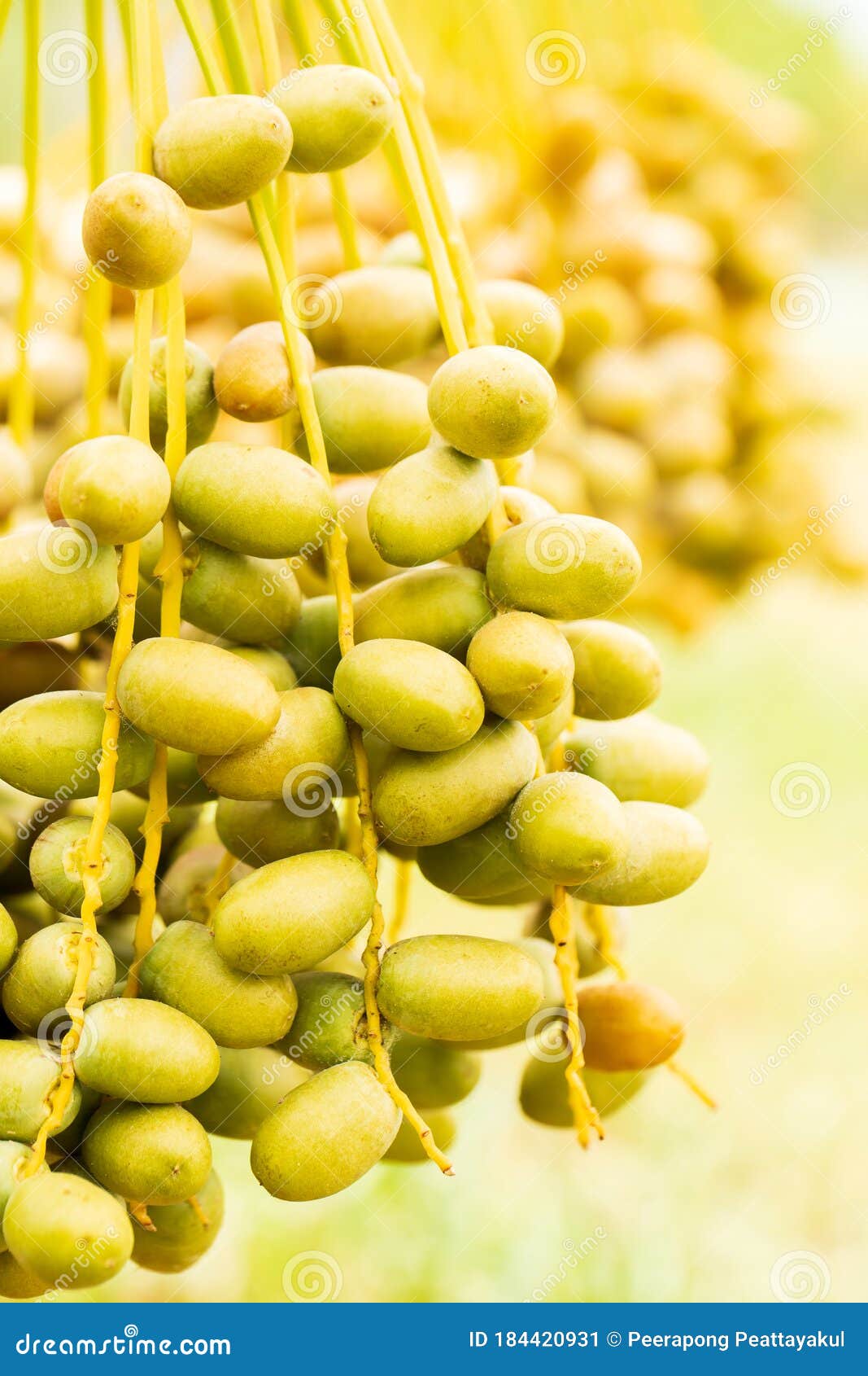 Closeup of Colourful Dates Clusters Stock Image - Image of delicious ...